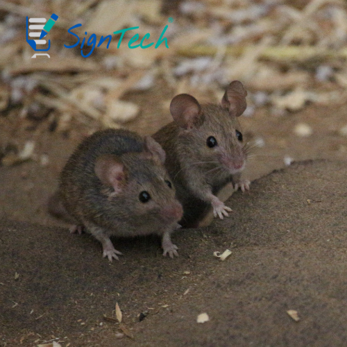 The Rise Of Super-Mice - SignTech Forms | Electronic Signitures